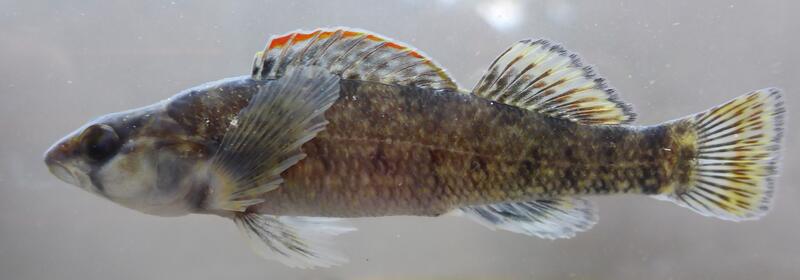 Nothonotus chuckwachatte
