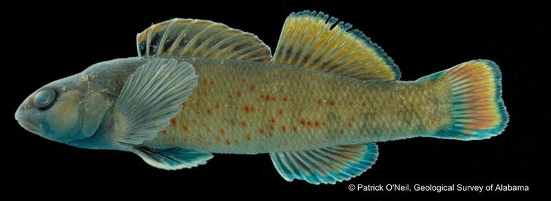 Nothonotus chuckwachatte