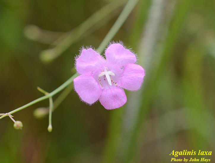 Agalinis laxa