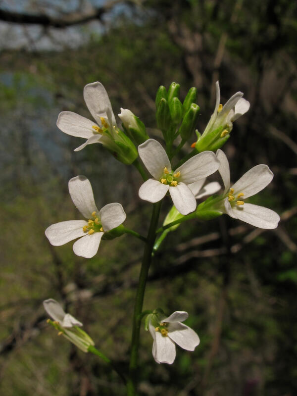 Arabis georgiana