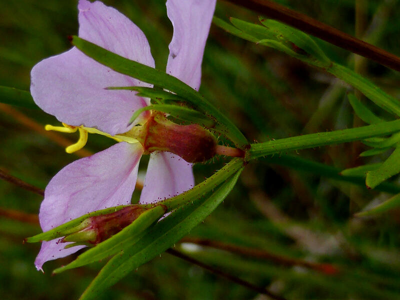 Rhexia salicifolia