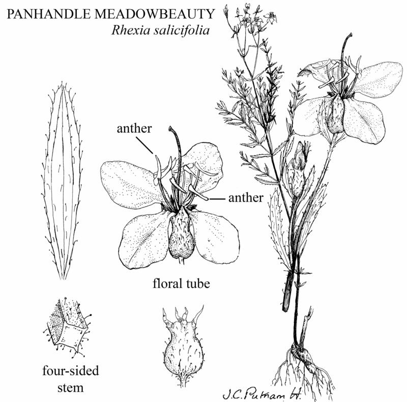 Rhexia salicifolia